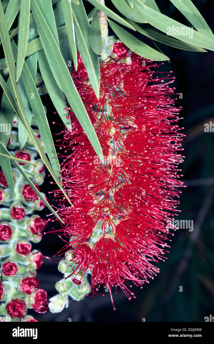 Australian bottlebrush hi-res stock photography and images - Alamy