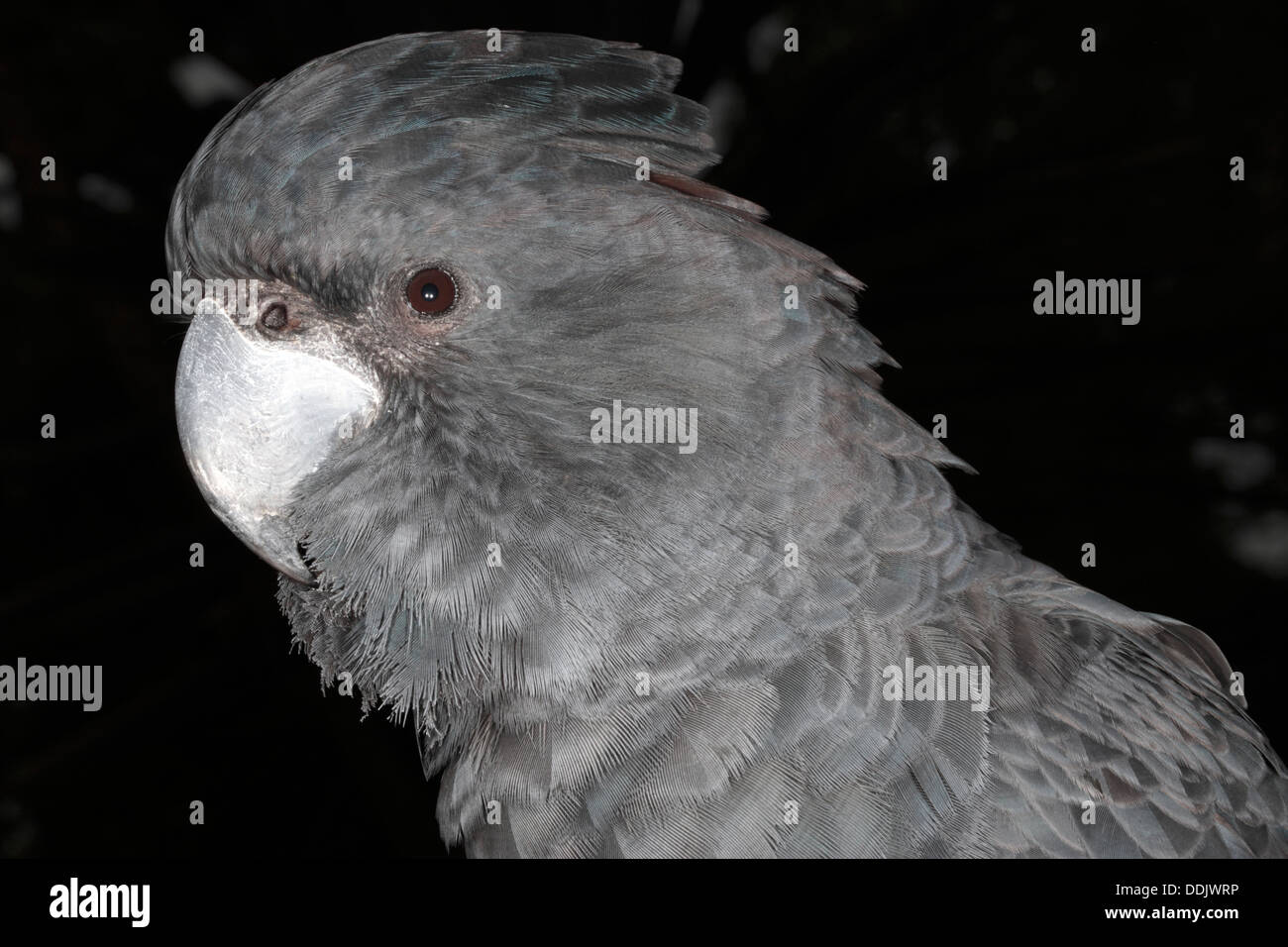 Close-up of head of Banksian /Bank's / Red-Tailed Black Cockatoo ...