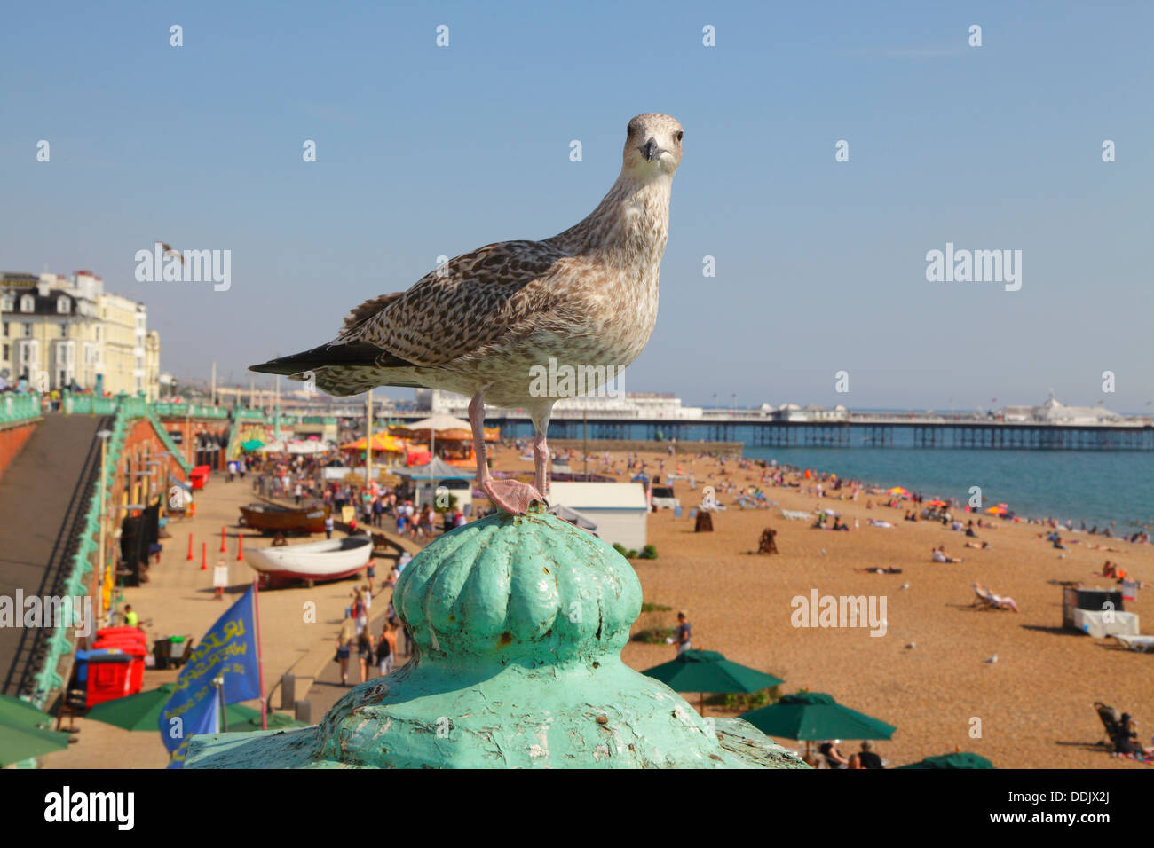 Young herring gull on brighton seafront hi-res stock photography and ...