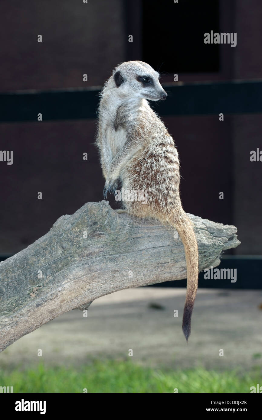 Suricatta species hi-res stock photography and images - Alamy