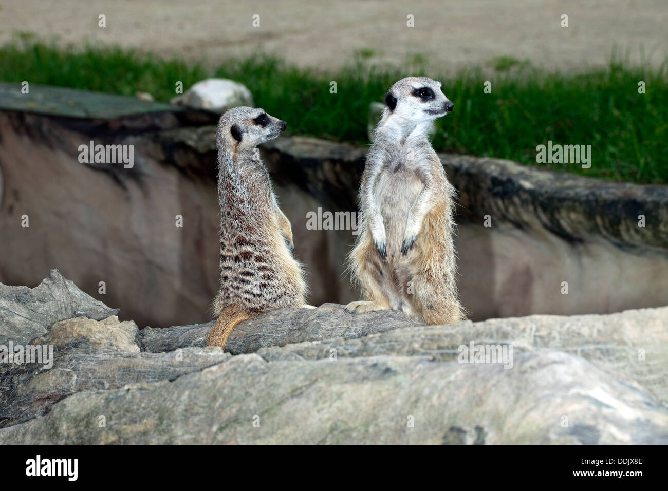 Herpestidae family hi-res stock photography and images - Alamy