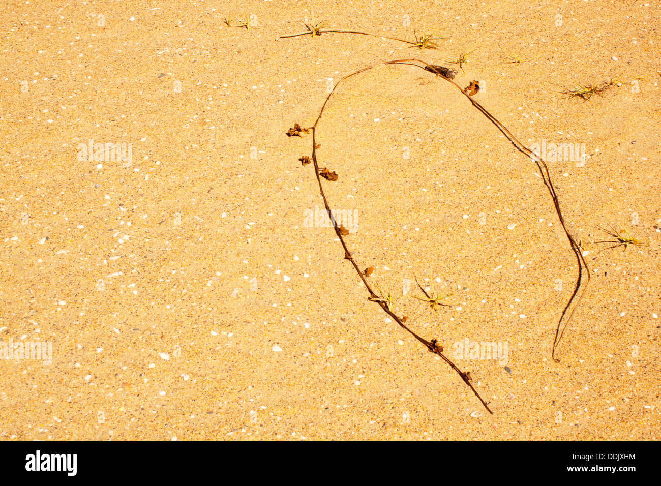 Dune plant grow on beach Stock Photo - Alamy