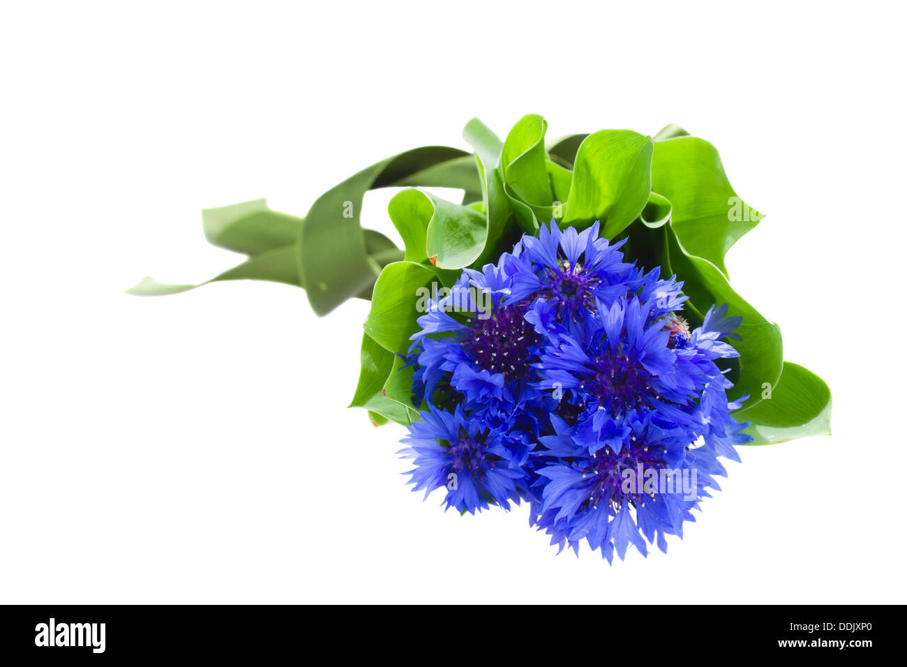 blue corn flowers bouquet Stock Photo - Alamy
