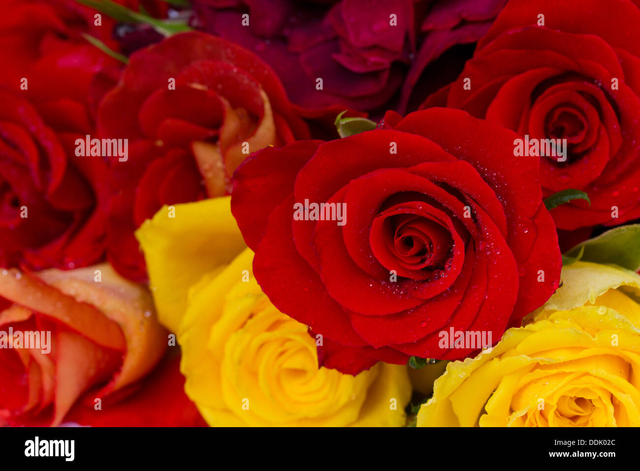 bouquet of roses close up Stock Photo - Alamy