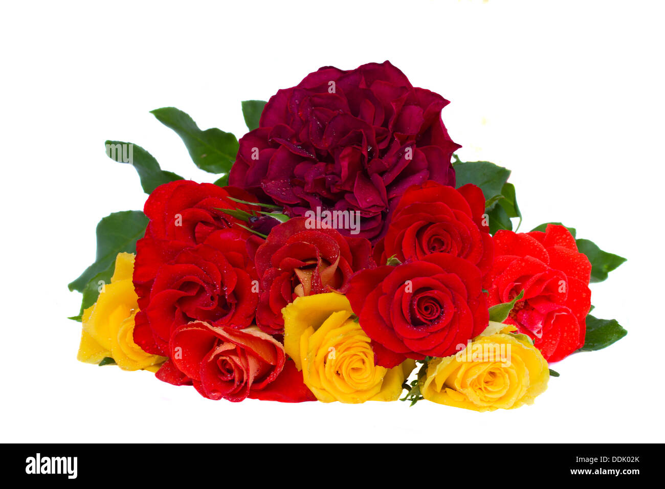 Rose garden group Cut Out Stock Images & Pictures - Alamy