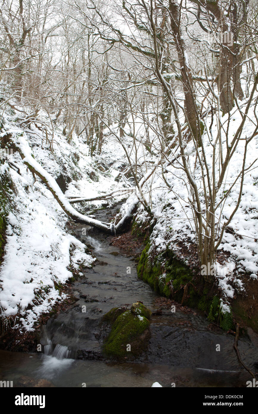 Stream in woodland after a fall of snow. Powys, Wales. January Stock ...