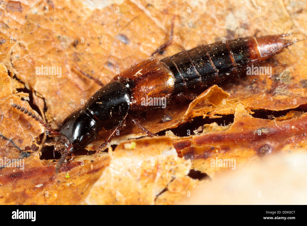 Rove beetle hi-res stock photography and images - Alamy