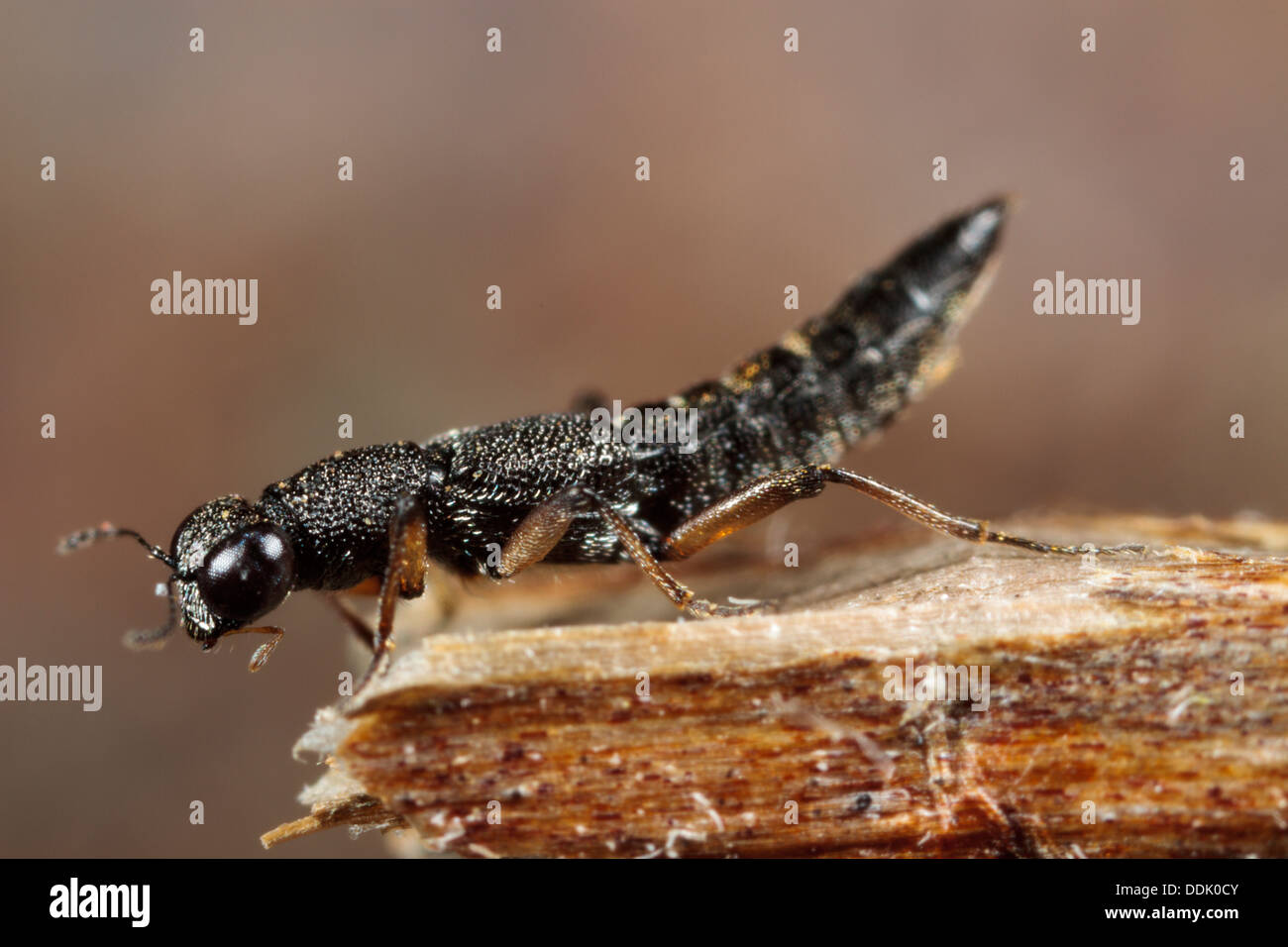 Small predatory rove beetle Stenus cicindeloides, from a farm muck-heap ...