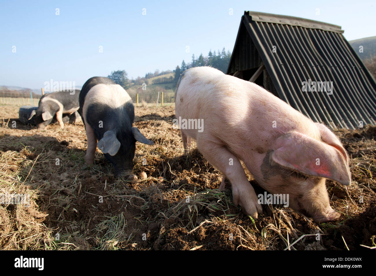 Weaned piglets hi-res stock photography and images - Alamy