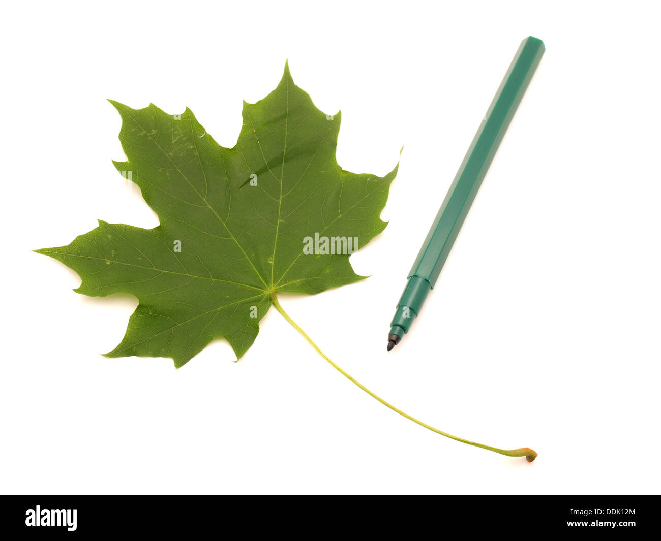 Color felt-tip pens and leave on a white background Stock Photo - Alamy