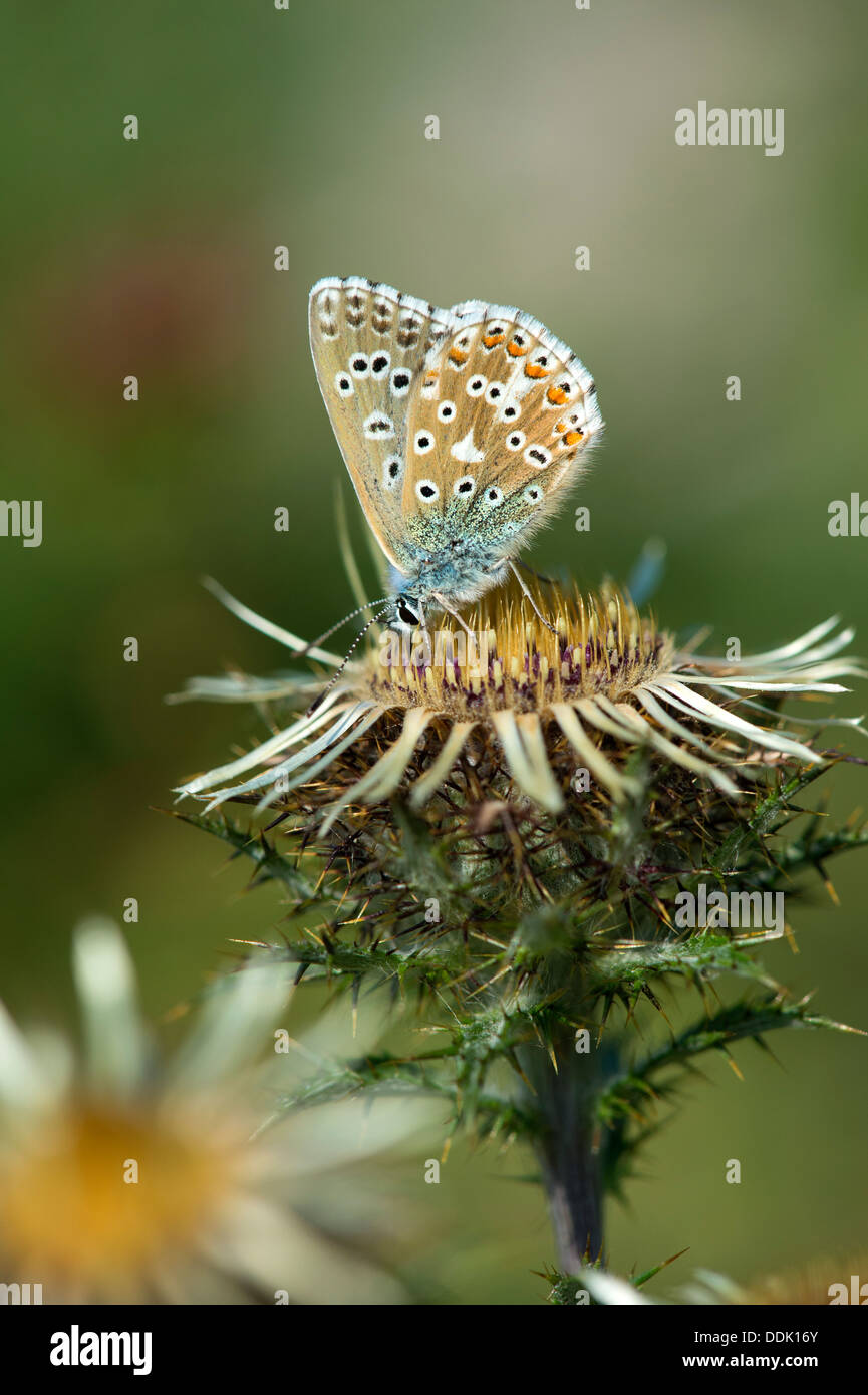 Adonis blue butterfly on Carline thistle Stock Photo - Alamy