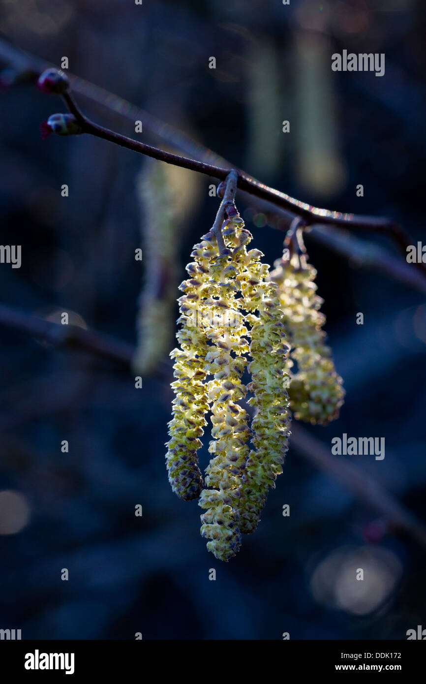 Common Hazel (Corylus avellana) catkins (male flowers). Powys, Wales ...