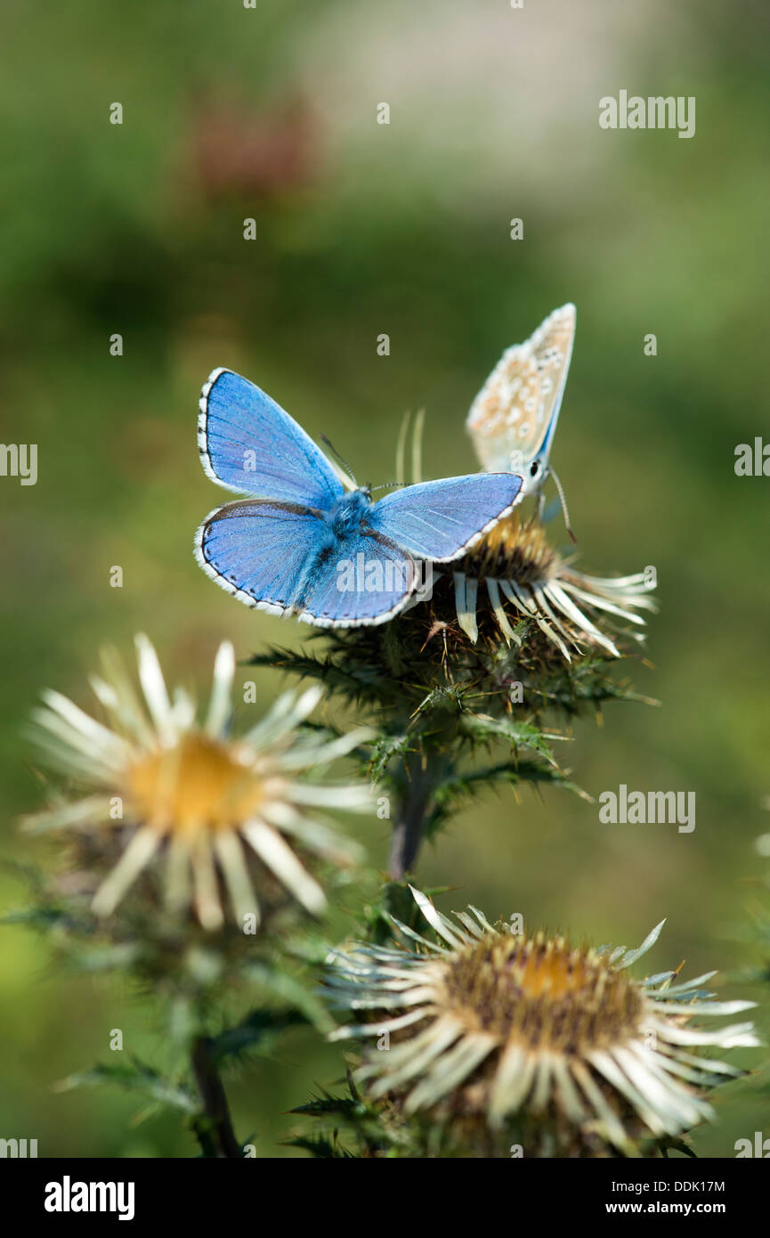 Adonis blue butterfly on Carline thistle Stock Photo - Alamy