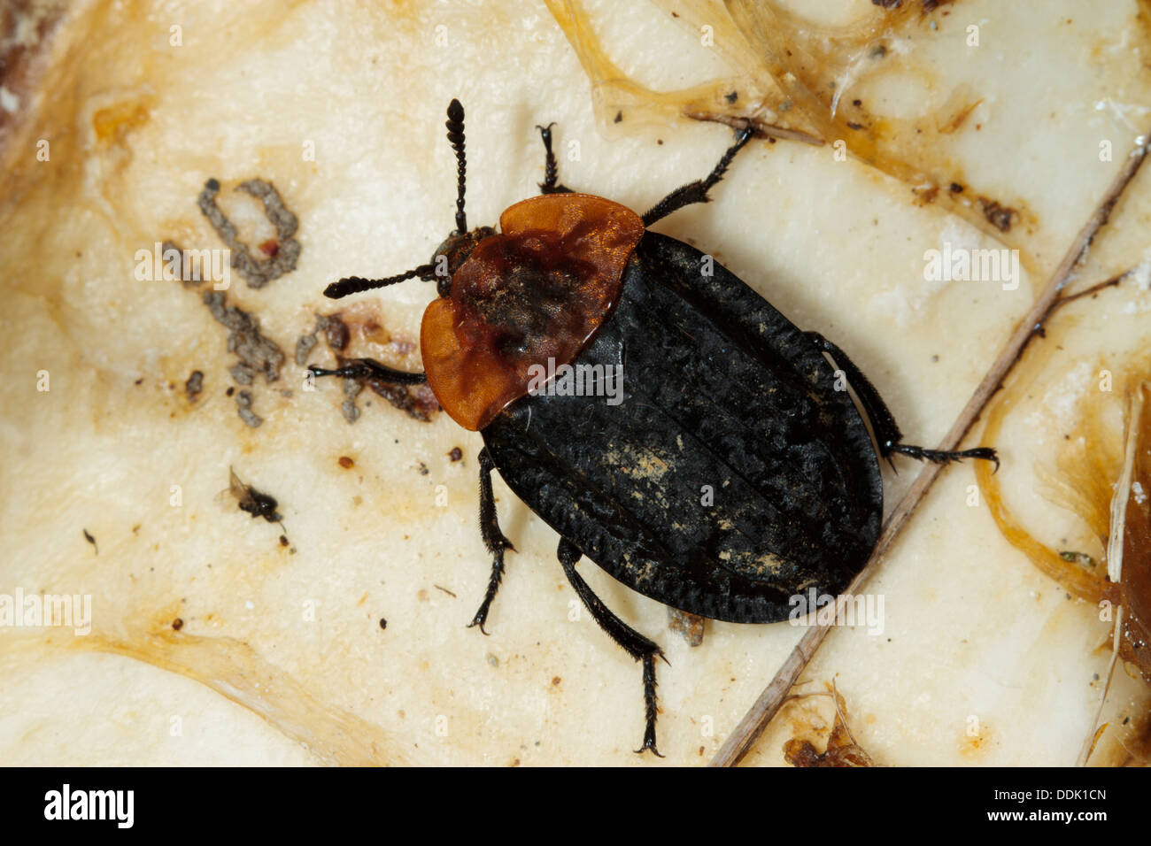 Re breasted carrion beetle hi-res stock photography and images - Alamy