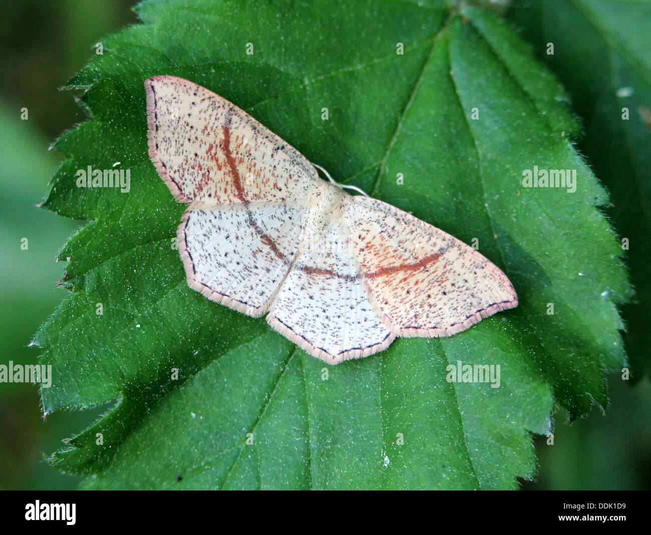 Maiden's Blush (cyclophora punctaria), a geometer moth variety Stock ...