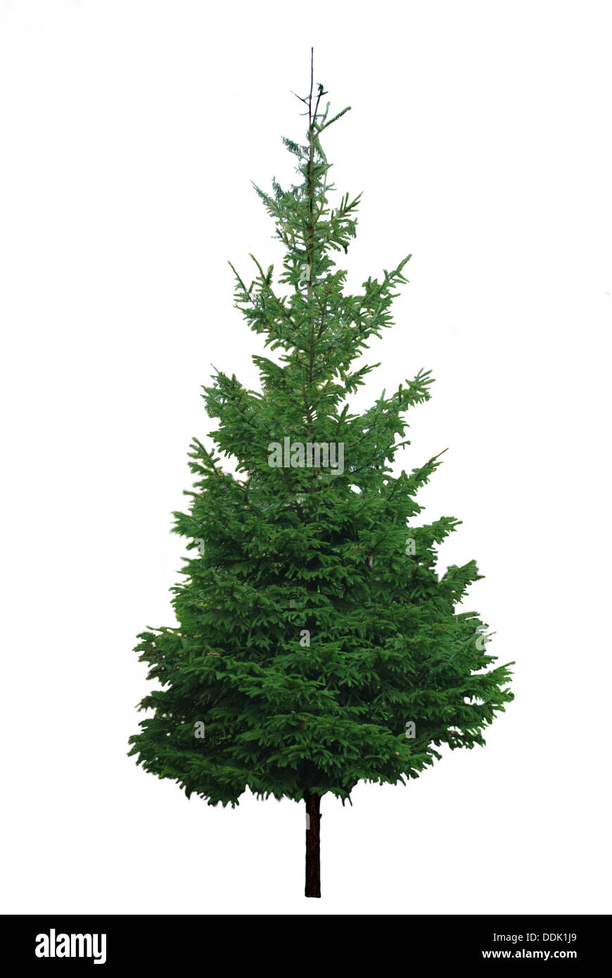 Sapling hi-res stock photography and images - Alamy