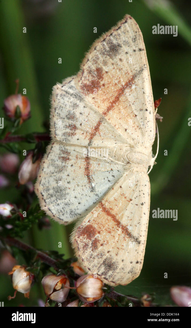 Maiden's Blush (cyclophora punctaria), a geometer moth variety Stock ...