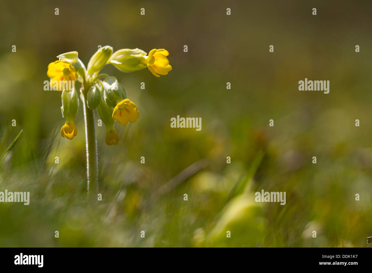 Cowslip (Primula veris) flowering on downland. Near Alfriston, East ...