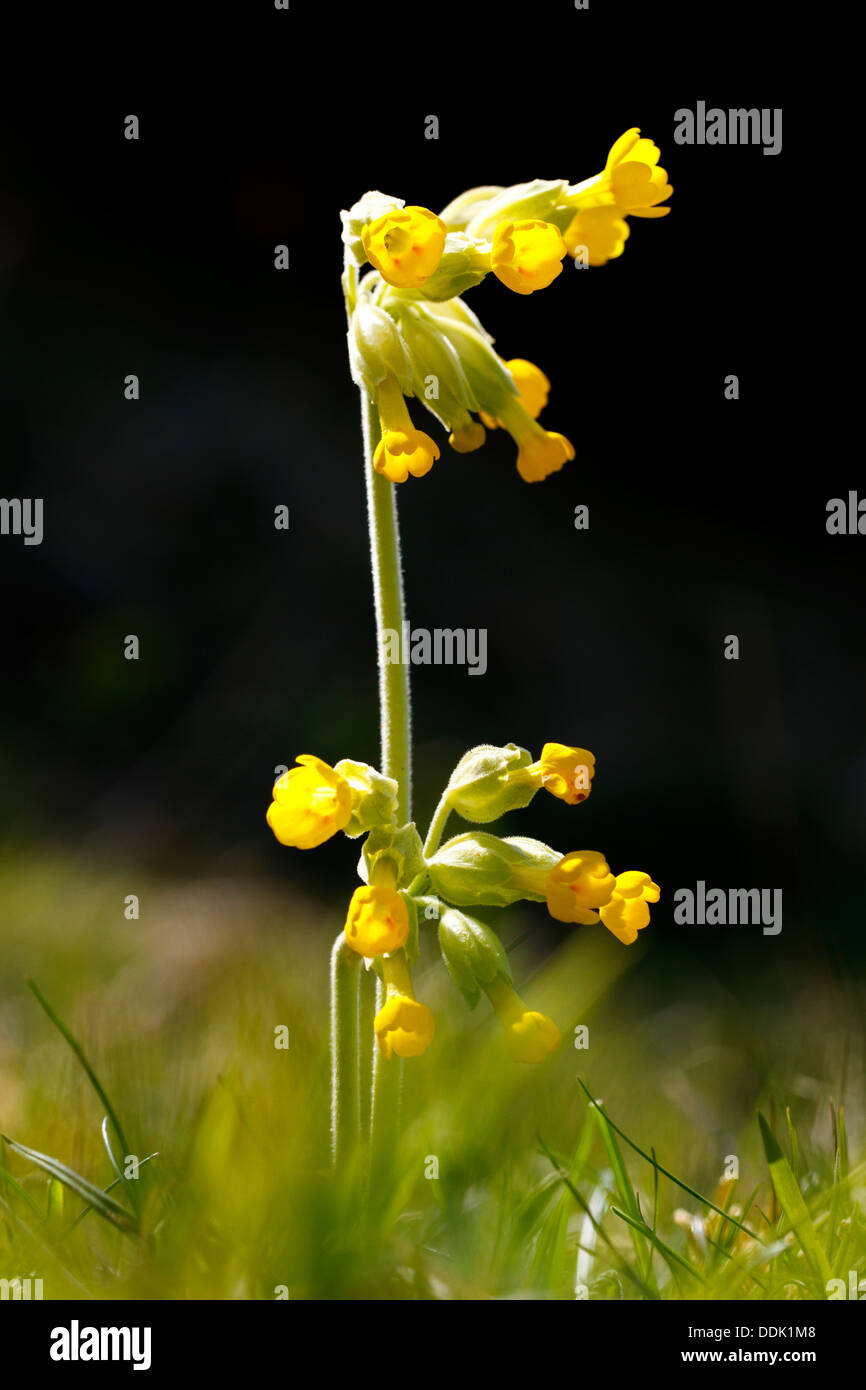 Cowslip hi-res stock photography and images - Alamy