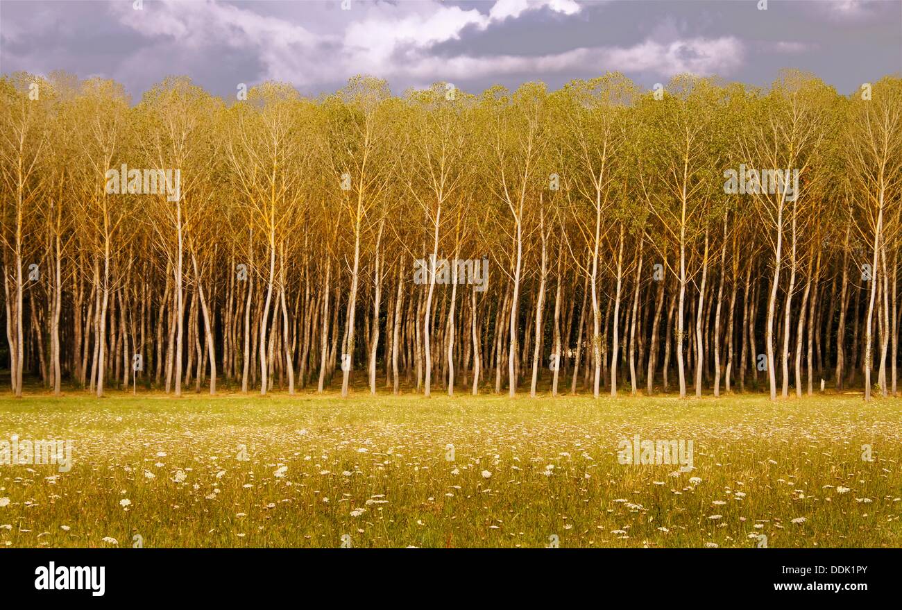 Poplar trees and france hi-res stock photography and images - Alamy