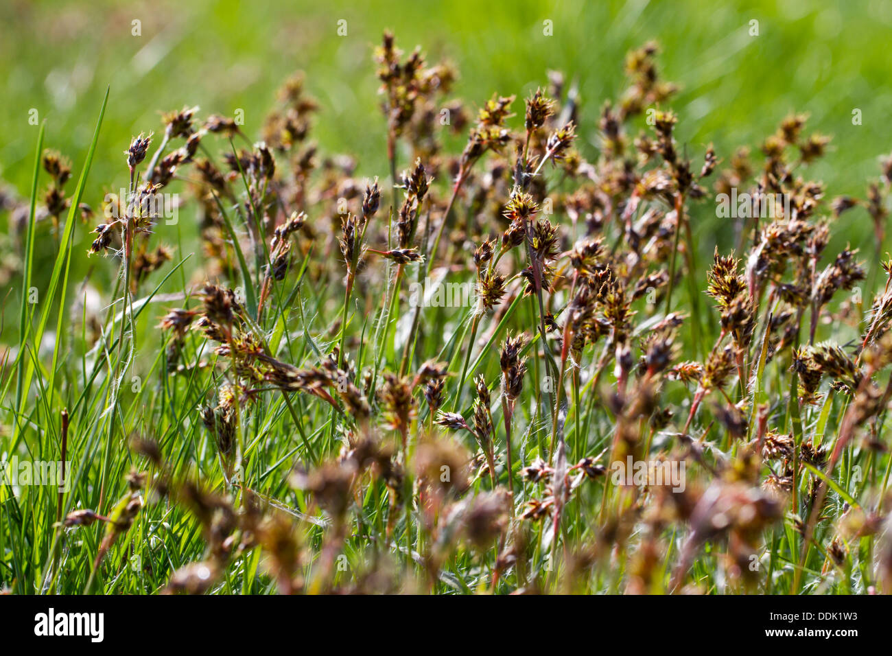 Field Woodrush (Luzula campestris) flowering in grassland. Powys, Wales ...