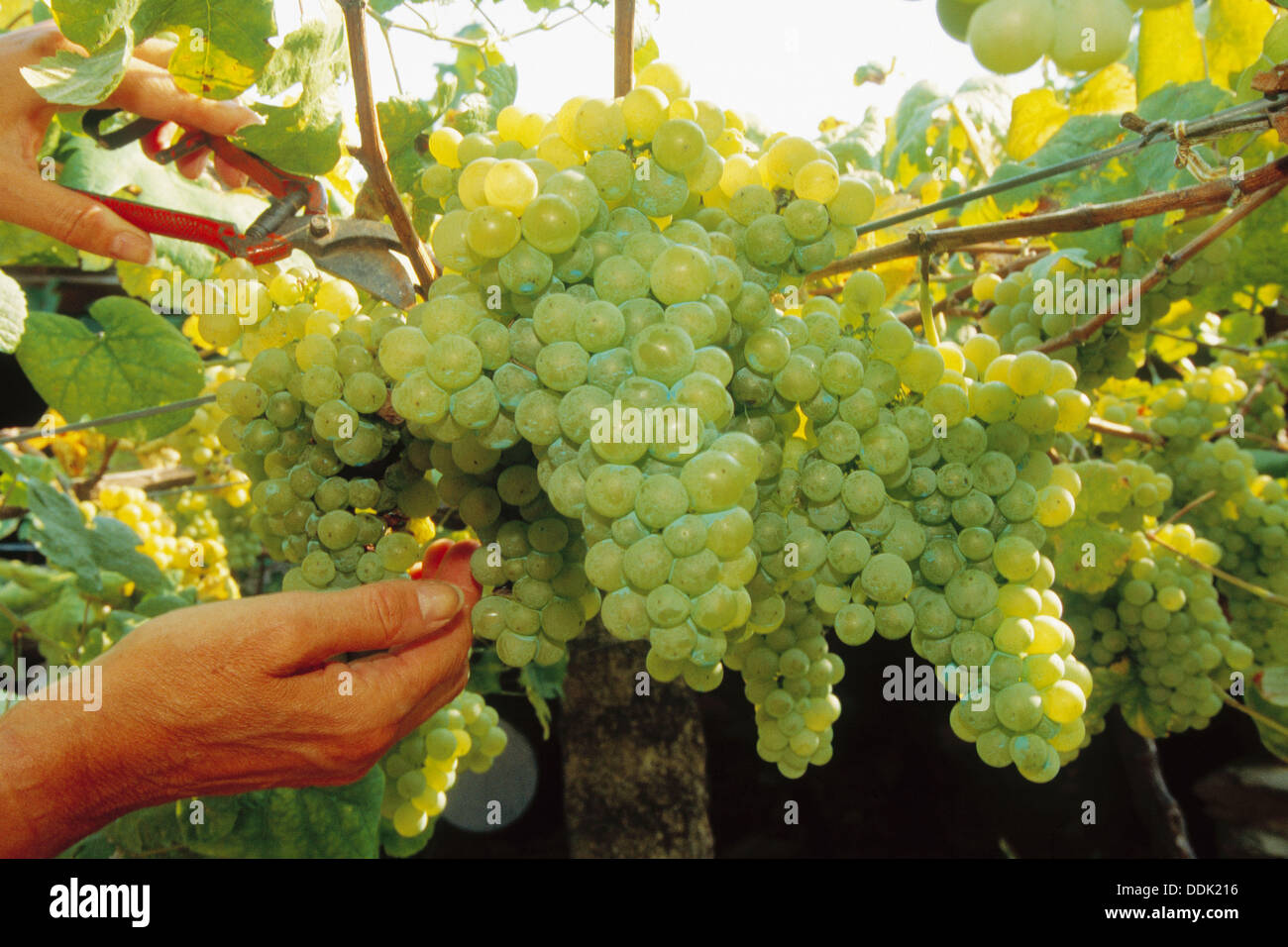 Albarino grapes hi-res stock photography and images - Alamy