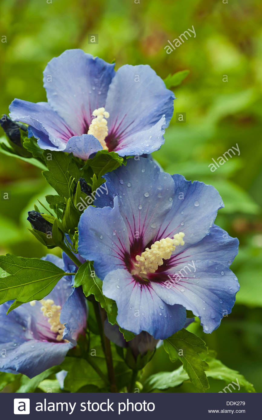 Hibiscus syriacus Bluebird rose of Sharon mallow summer flower Stock ...