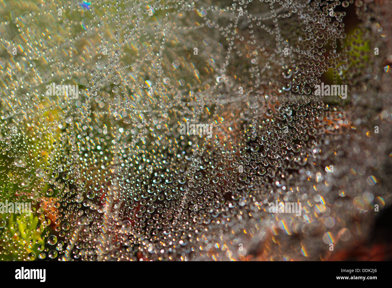 A heavy dew in the cold early morning air reflects from spider webs ...