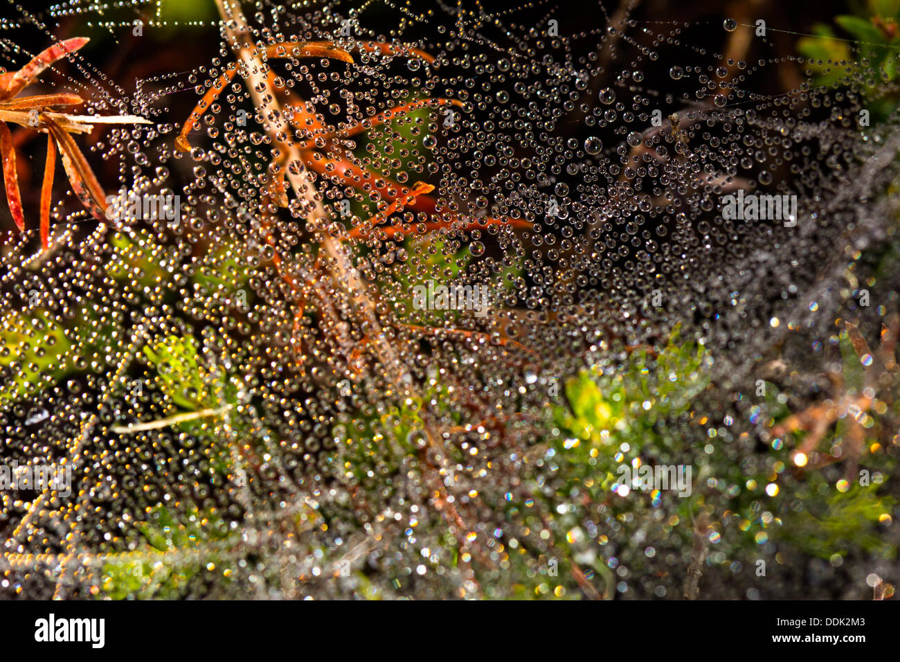 A heavy dew in the cold early morning air reflects from spider webs ...