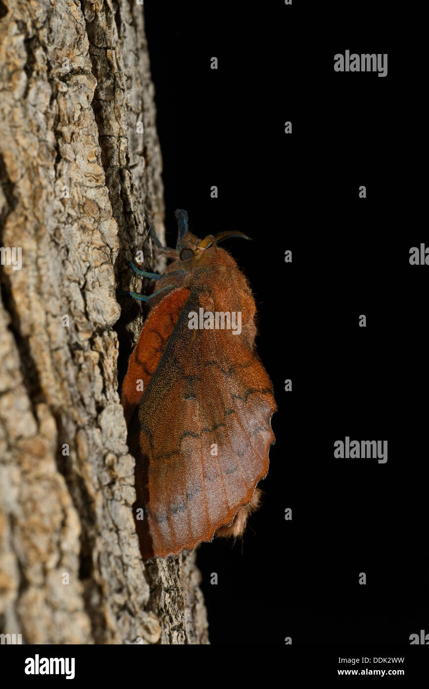 Lappet moth hi-res stock photography and images - Alamy