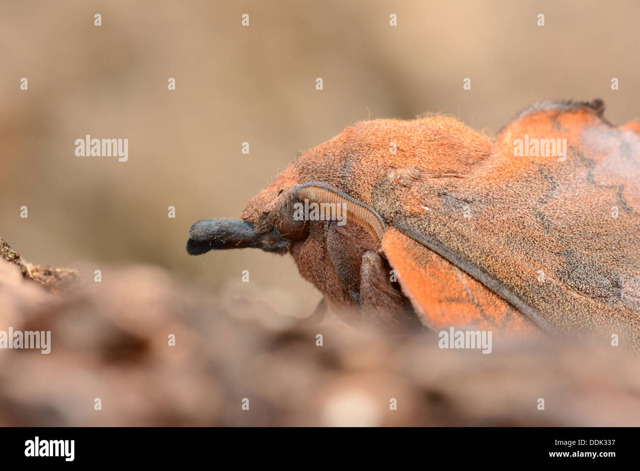 Lappet moth hi-res stock photography and images - Alamy