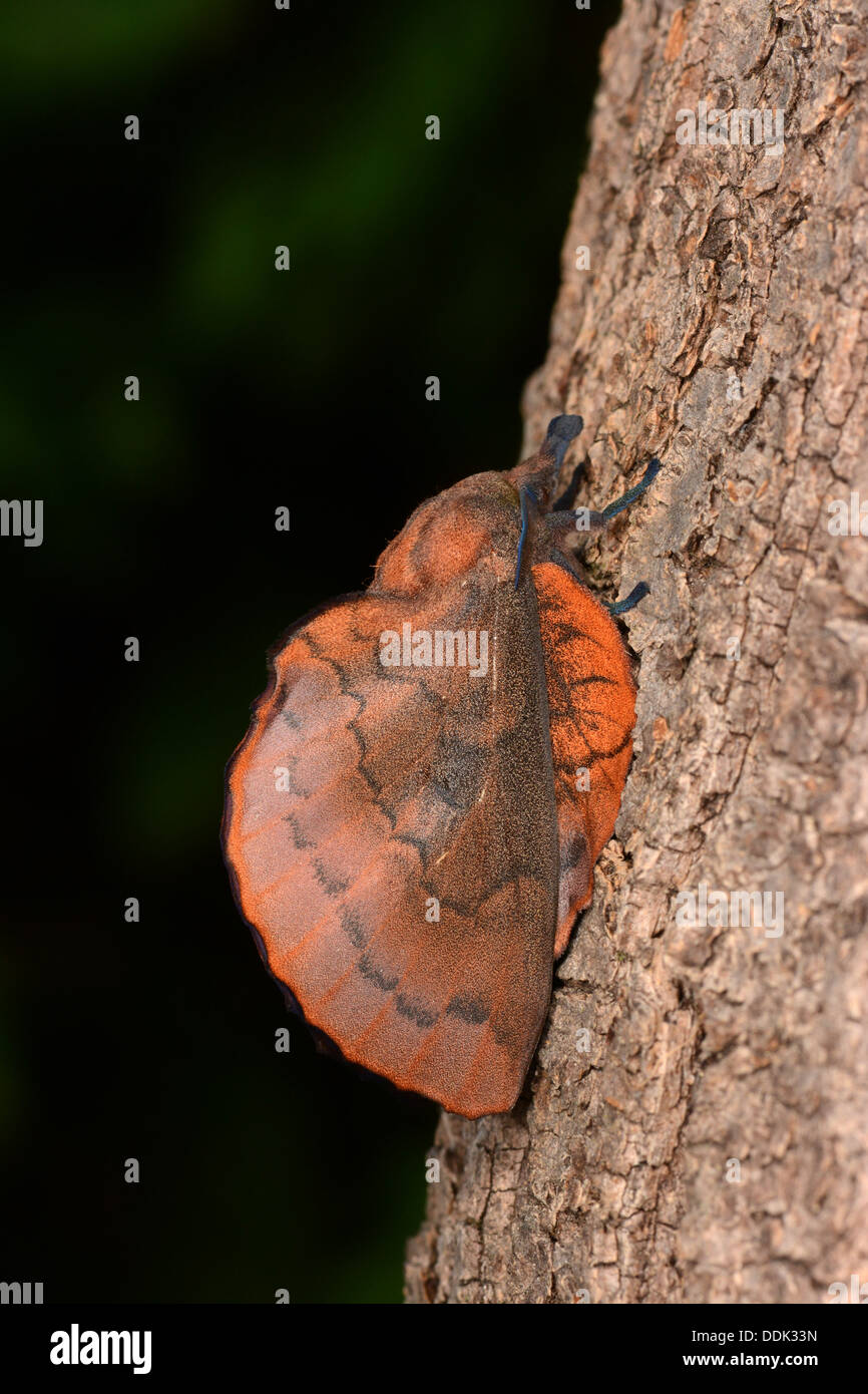 Lappet moth hi-res stock photography and images - Alamy
