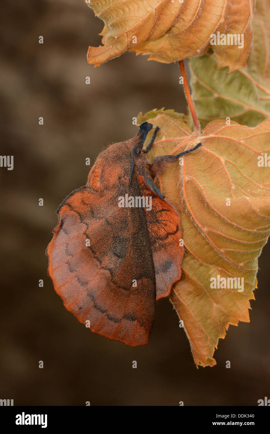 Dead leaf moth hi-res stock photography and images - Alamy