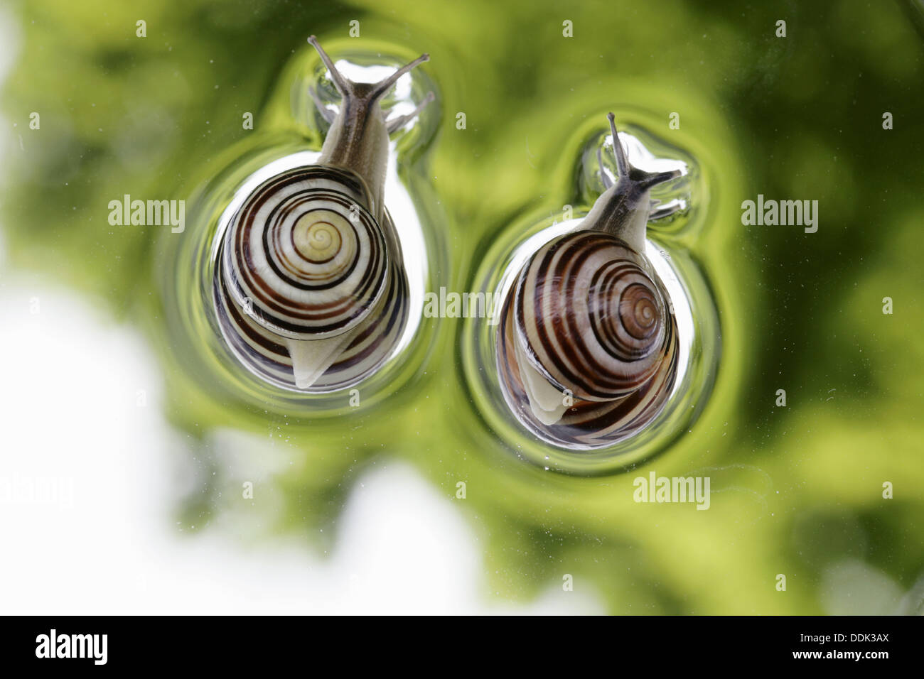 Mollusca wildlife hi-res stock photography and images - Alamy