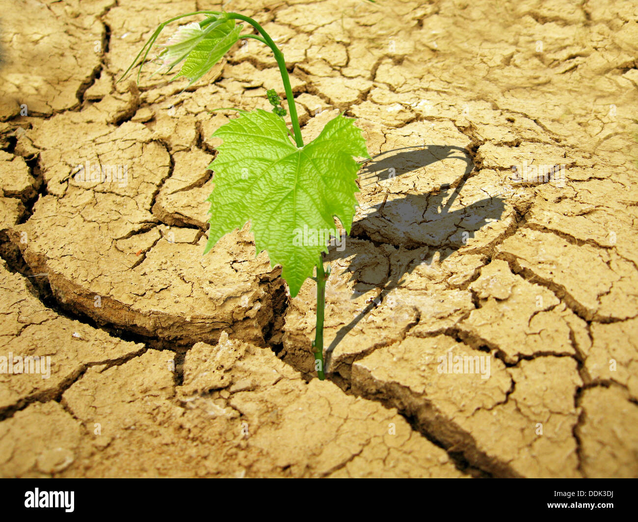 plant on desert Stock Photo - Alamy