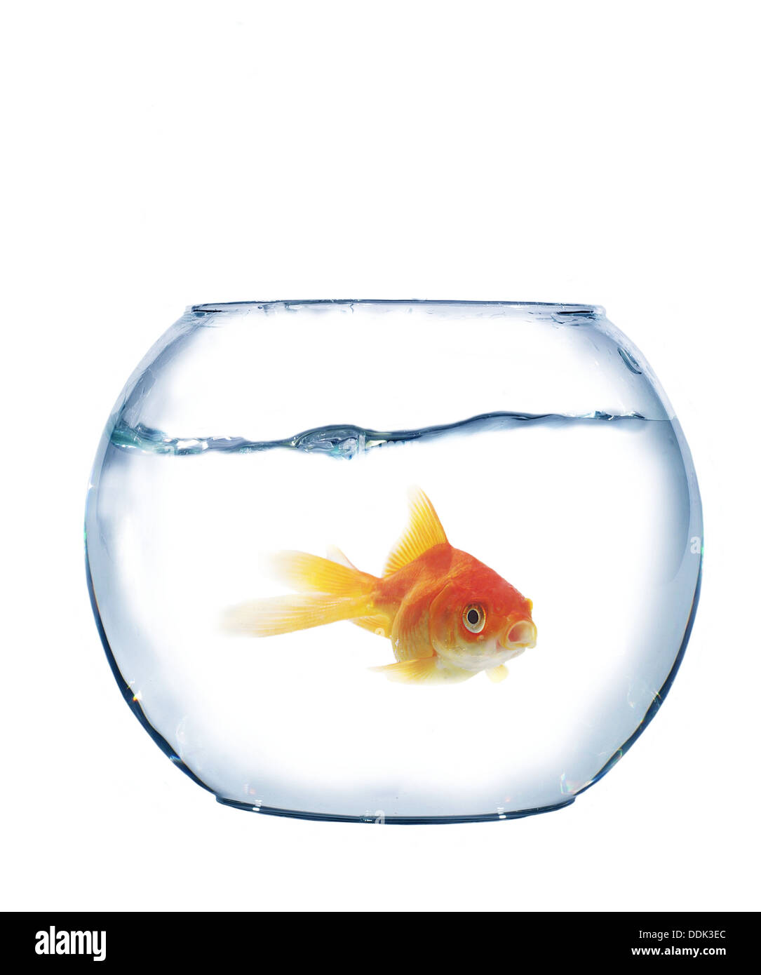 fish in spherical aquarium on white background Stock Photo - Alamy