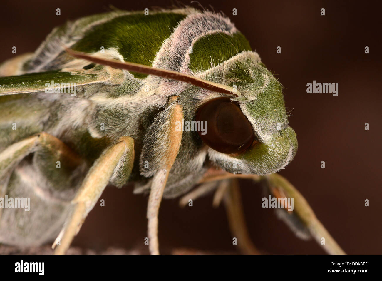 Oleander Hawkmoth (Daphnis nerii) close-up of head, captive bred Stock ...