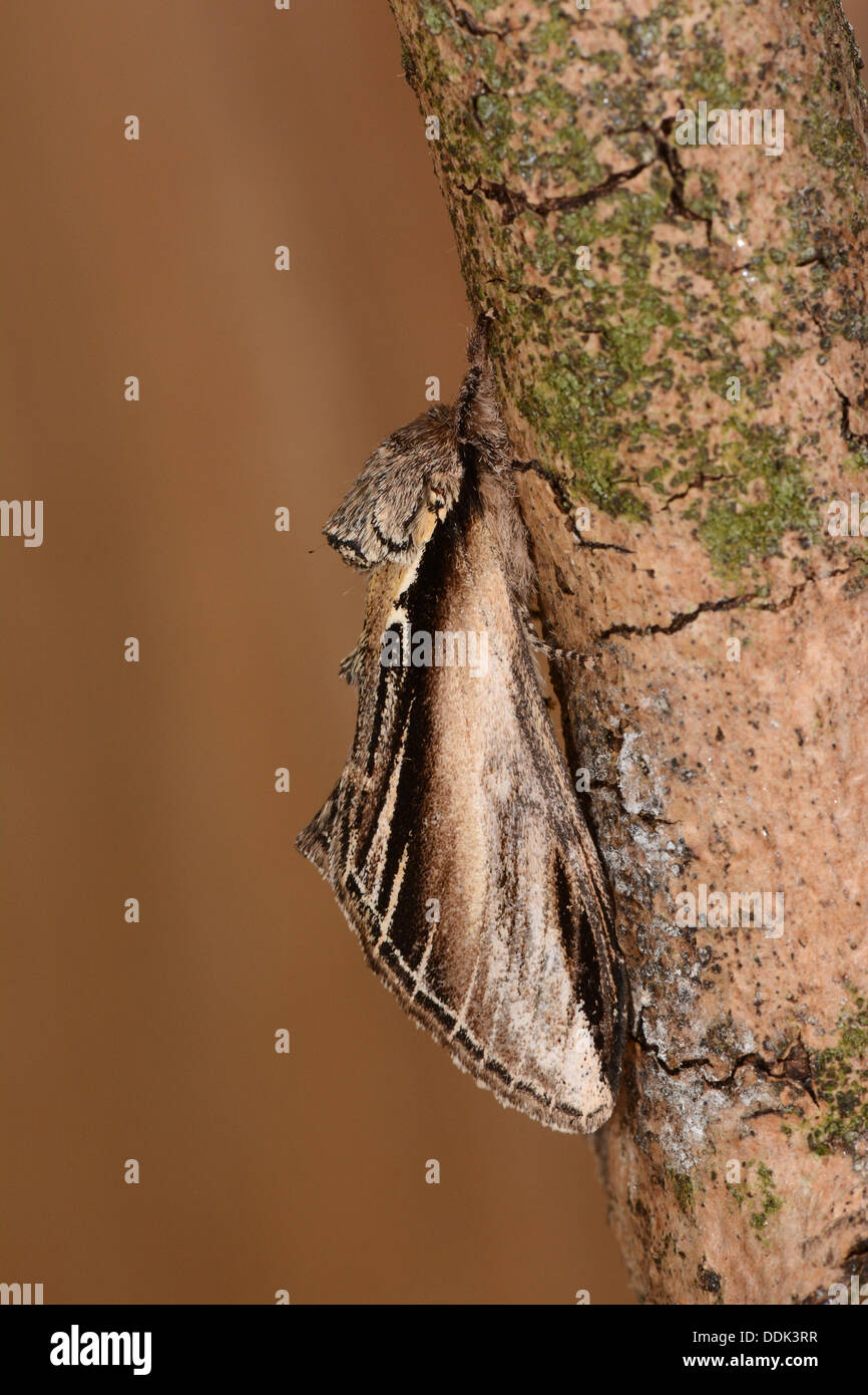 Moth insect hi-res stock photography and images - Alamy