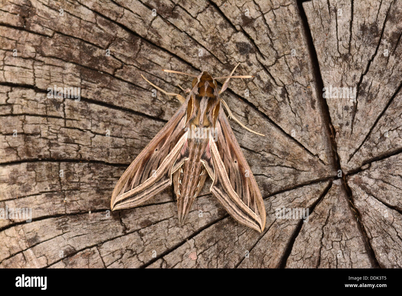 Celerio Stock Photos & Celerio Stock Images - Alamy