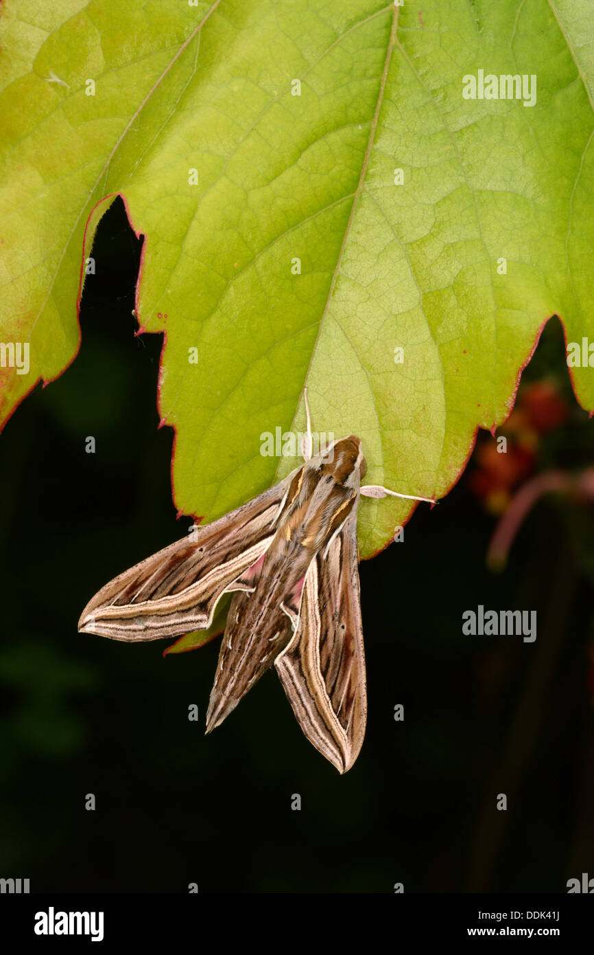 Silver-striped Hawkmoth (Hippotion celerio) adult at rest on Virginia ...