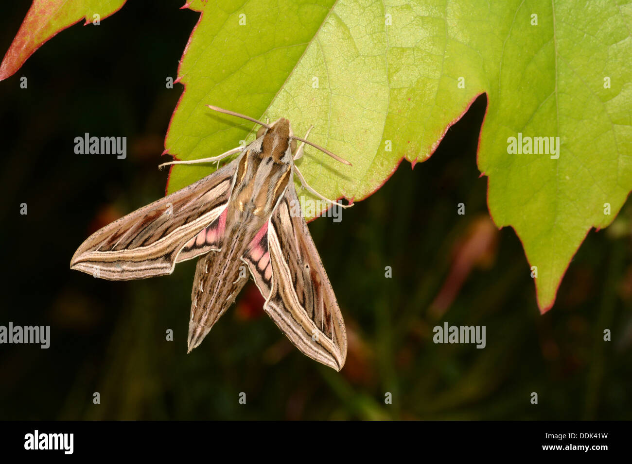Silver striped hawkmoth hi-res stock photography and images - Alamy