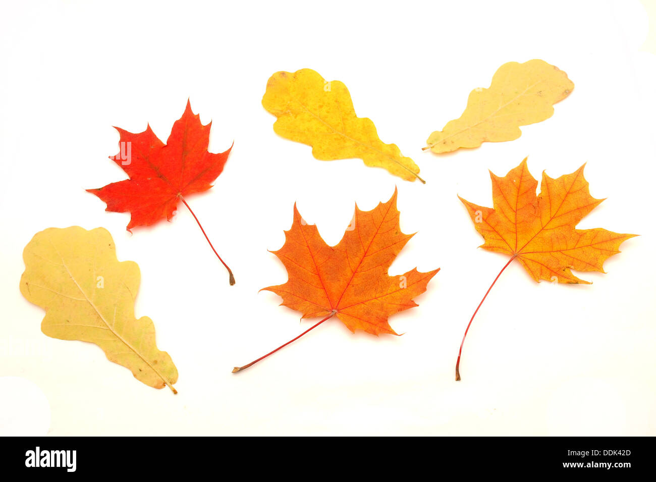 Multi-colored leaves on a white background Stock Photo - Alamy