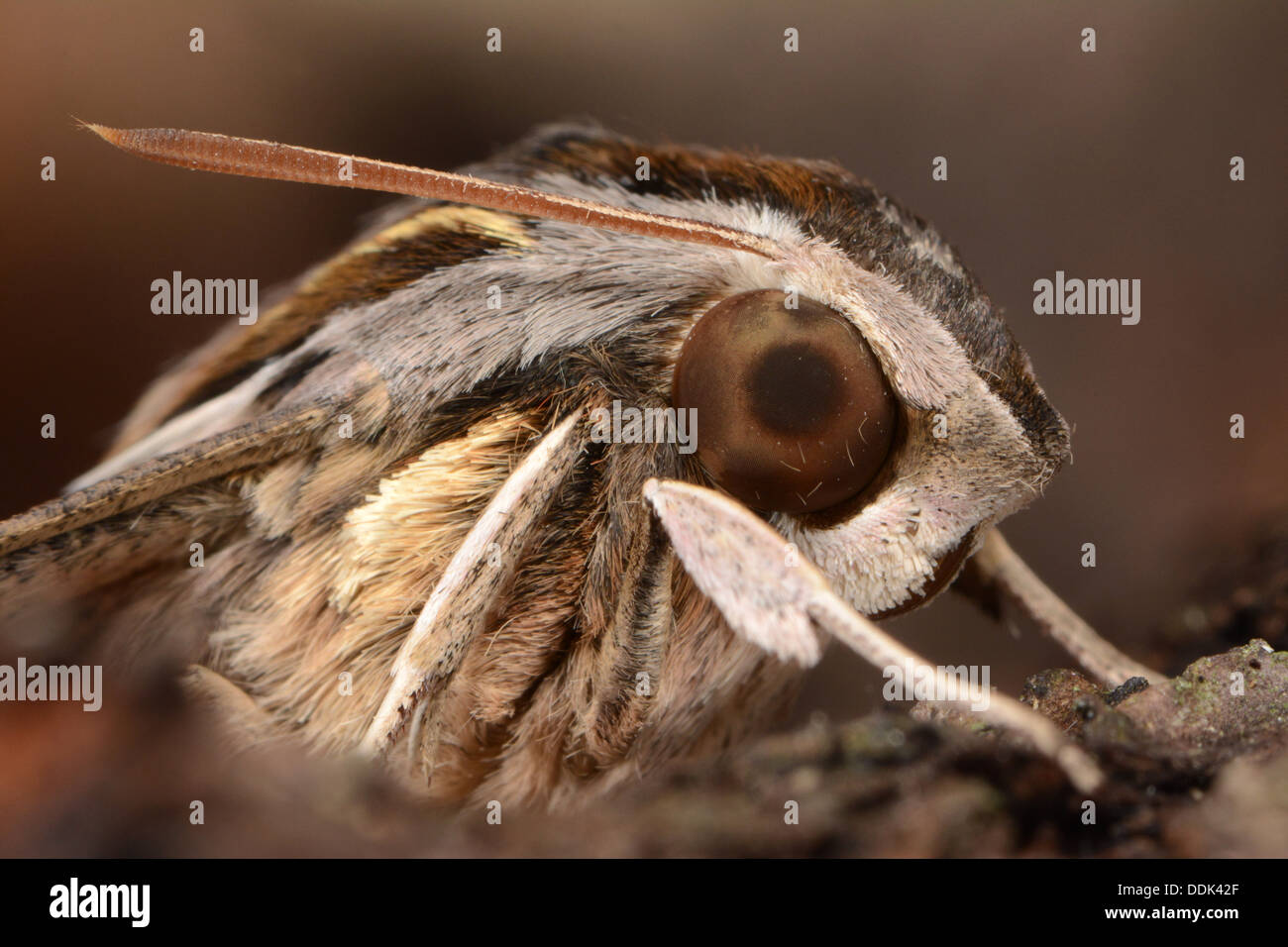 Silver-striped Hawkmoth (Hippotion celerio) close-up of adult head and ...