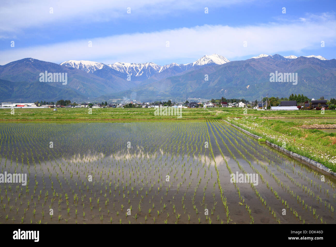 The Japan Alps and paddy field in Azumino city, Nagano, Japan Stock ...