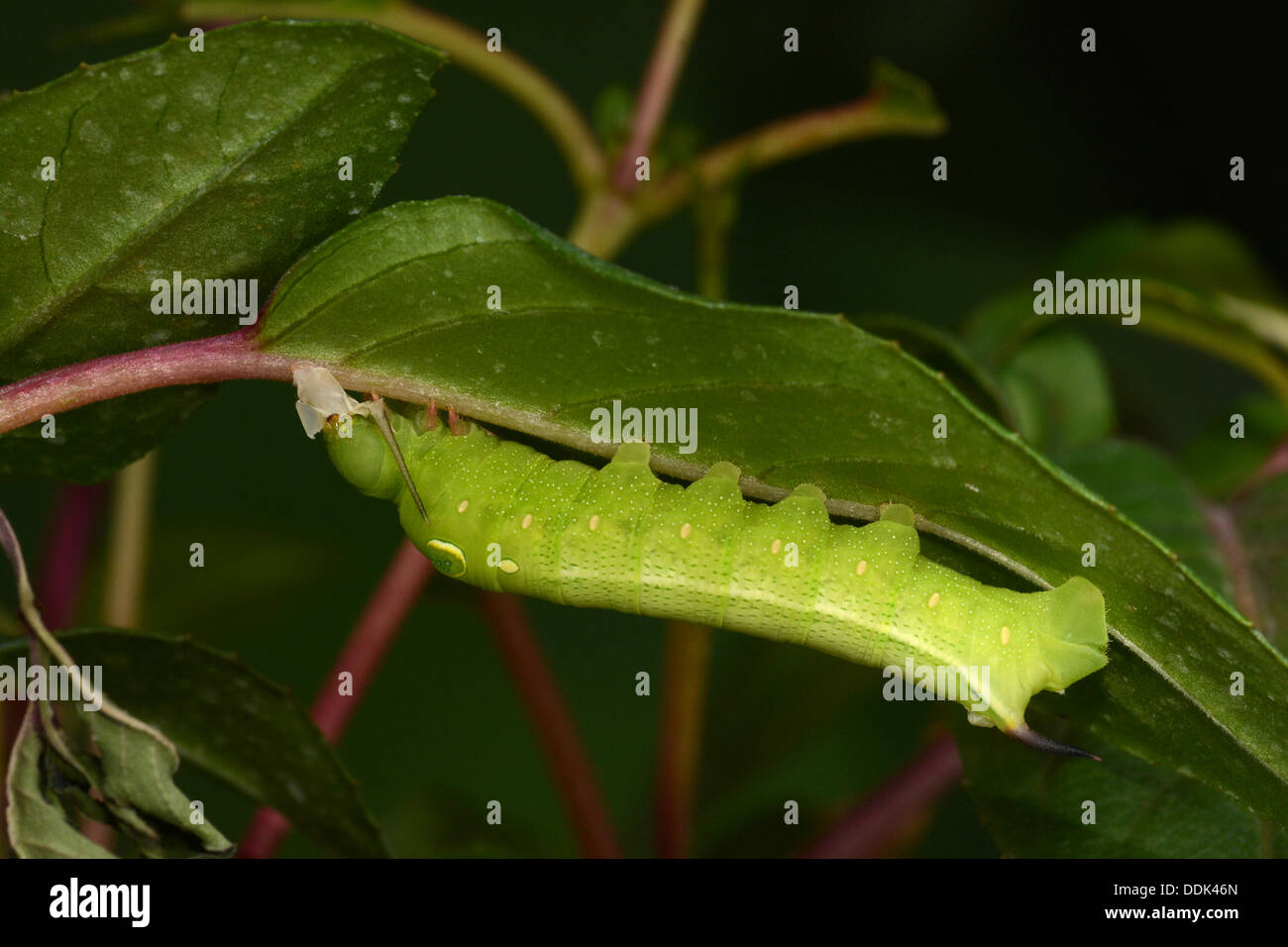 Silver-striped Hawkmoth (Hippotion celerio) fully grown final stage ...