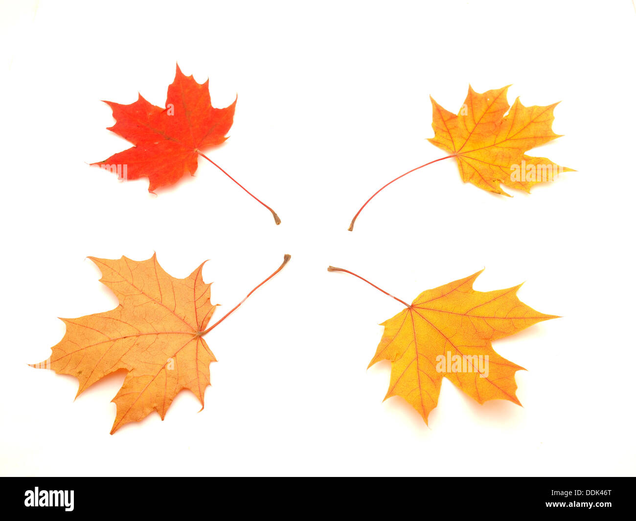 Multi-colored leaves on a white background Stock Photo - Alamy