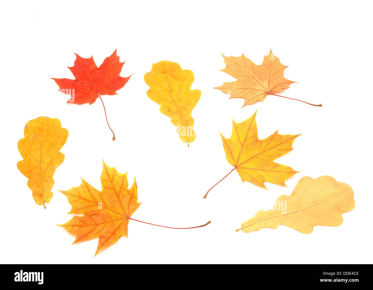 Multi-colored leaves on a white background Stock Photo - Alamy