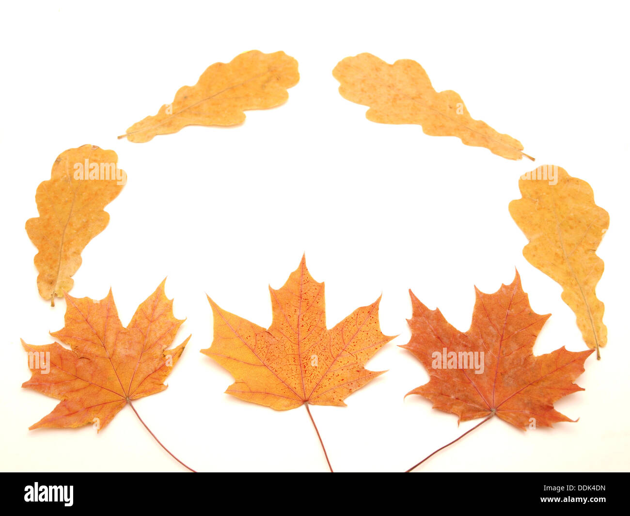 Multi-colored leaves on a white background Stock Photo - Alamy