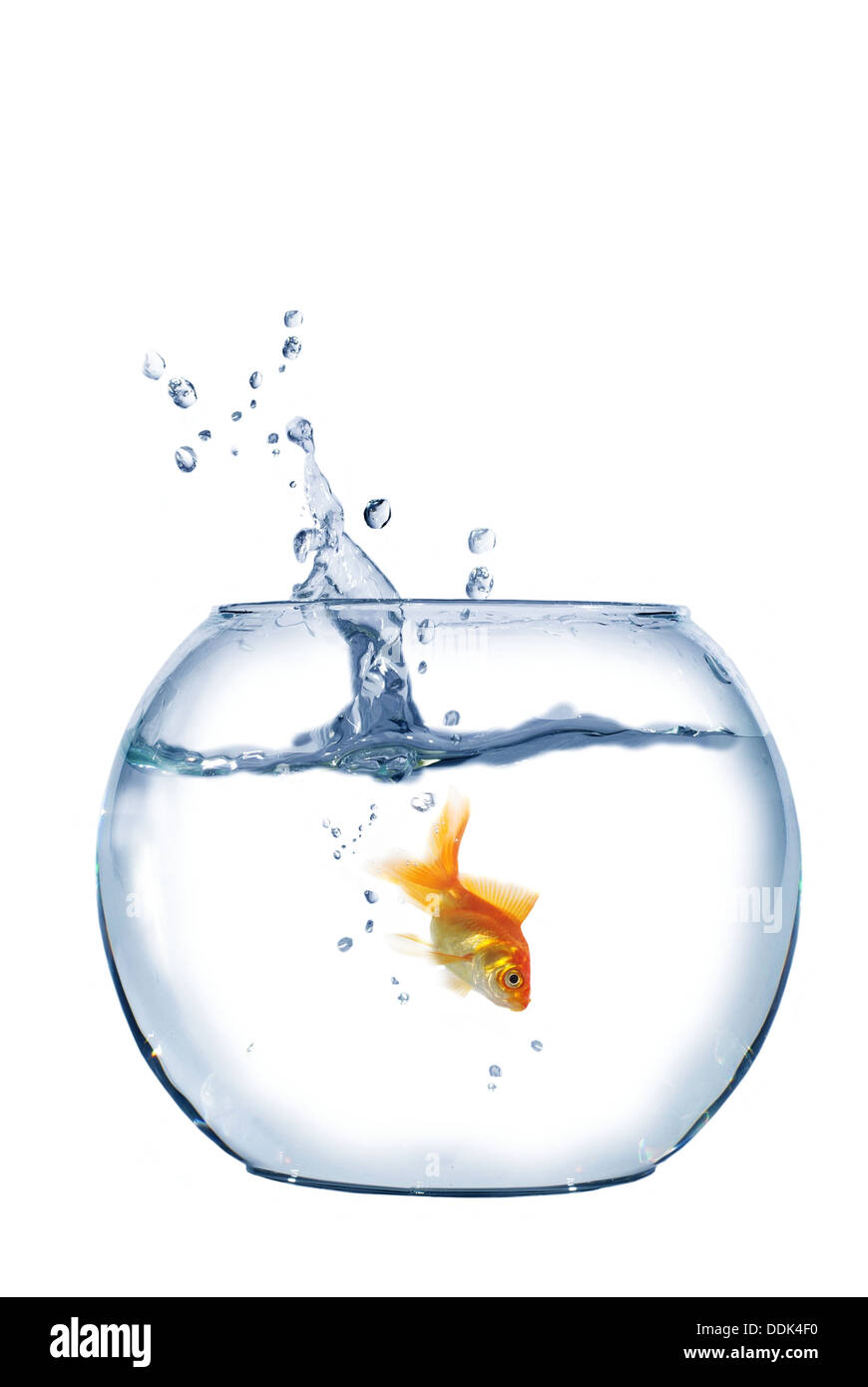 White fishbowl hi-res stock photography and images - Alamy