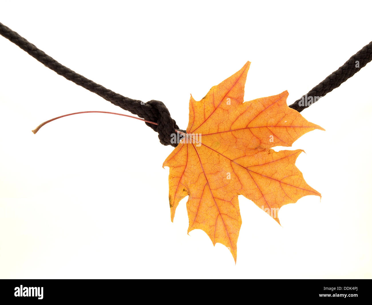 Maple leaf on a rope on a white background Stock Photo - Alamy